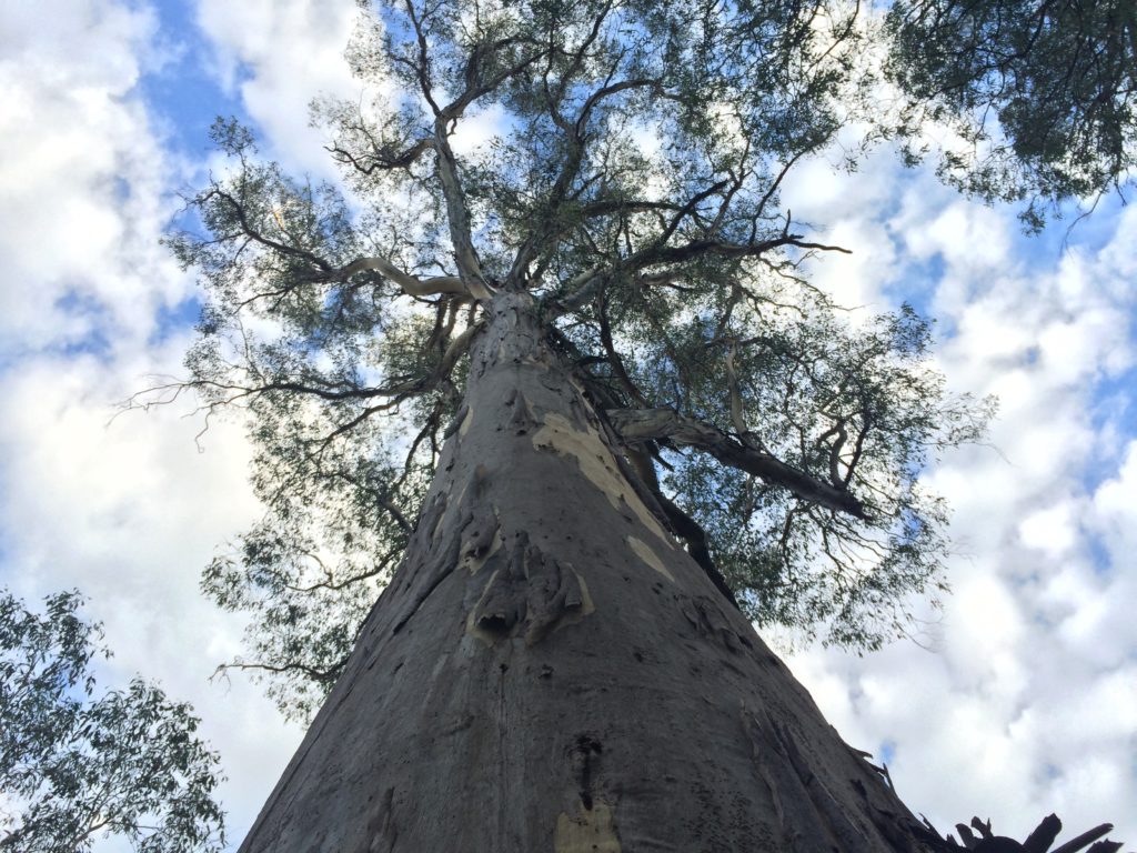 Home - Flow in Nature